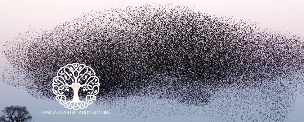 Working with the Morphogenetic Field | Family Constellations